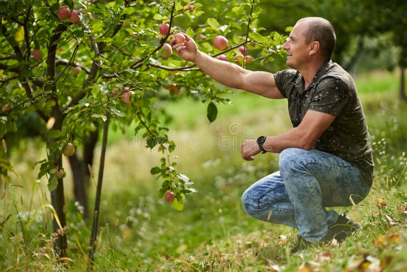 Farmer Checking His Apple Trees Stock Image - Image of farming, elegant ...