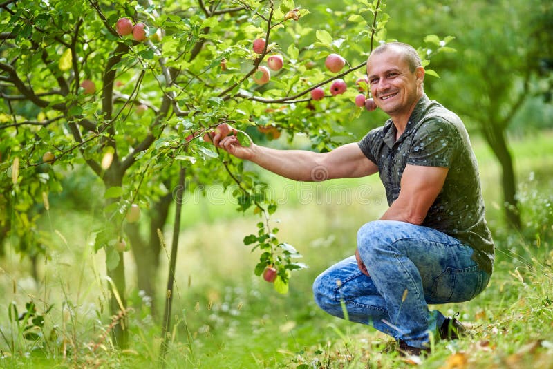 Farmer Checking His Apple Trees Stock Image - Image of farmer, apple ...