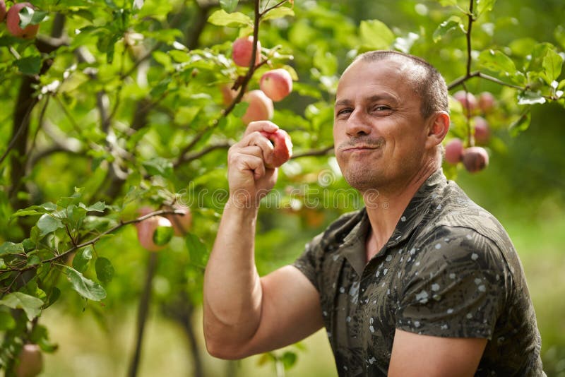 Farmer Checking His Apple Trees Stock Image - Image of garden ...