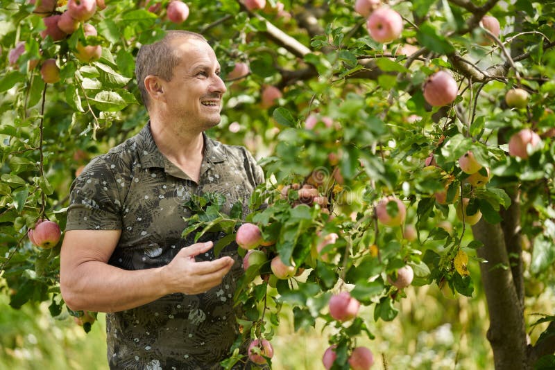 Old farmer and apple tree stock photo. Image of grandfather - 16014374