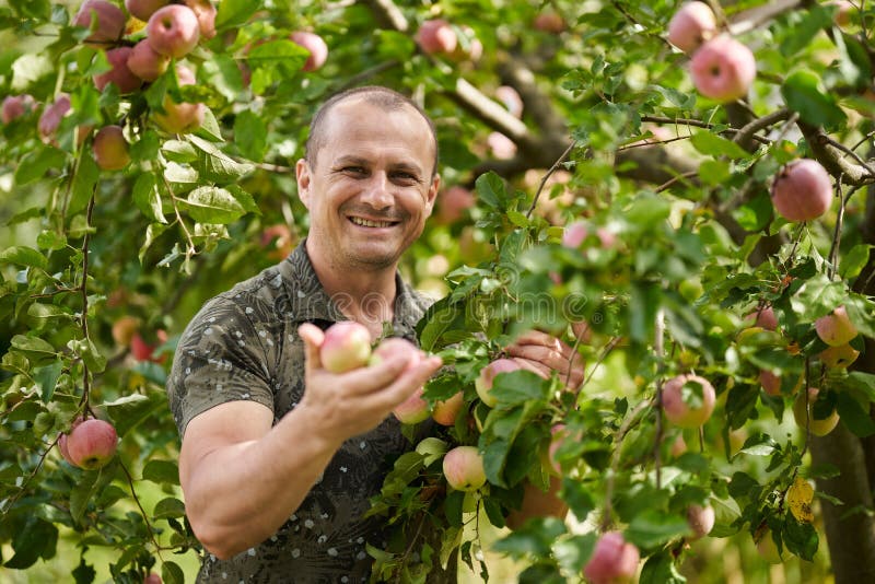 Farmer Checking His Apple Trees Stock Photo - Image of elegance, aged ...