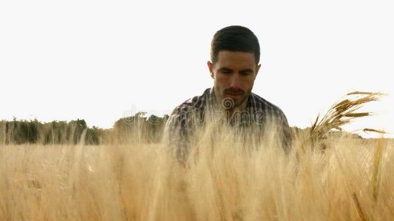 Farmer Checking Soybean Growth in the Field Stock Video - Video of ...