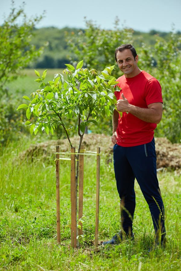 Farmer Checking His Walnut Trees Stock Photo - Image of mature ...