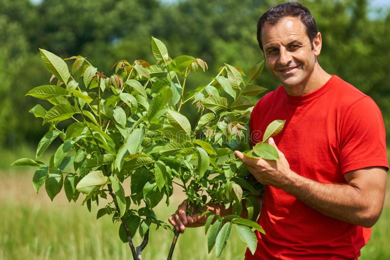 Farmer Checking His Walnut Trees Stock Image - Image of produce, green ...