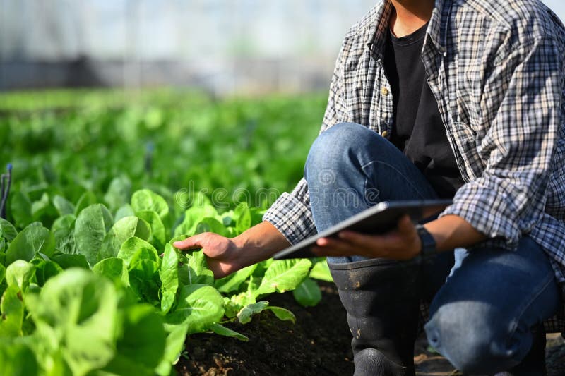 Farmer Checking Organic Vegetable in Greenhouse and Recording Farming ...