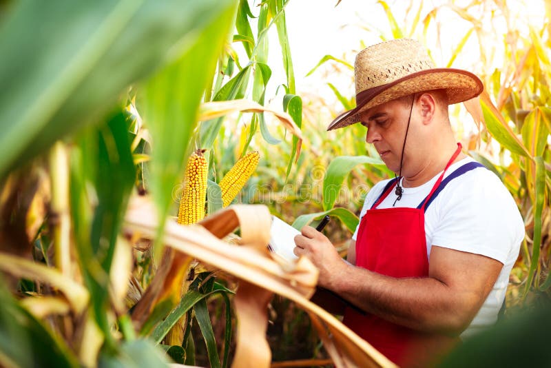 Farmer Checking the Quality of the Corn Crops Stock Photo - Image of ...