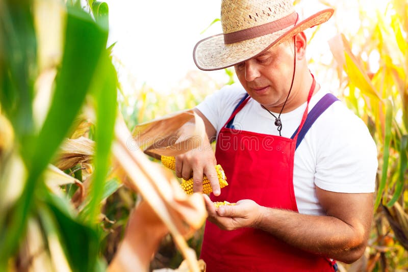 Farmer Checking the Quality of the Corn Crops Stock Image - Image of ...