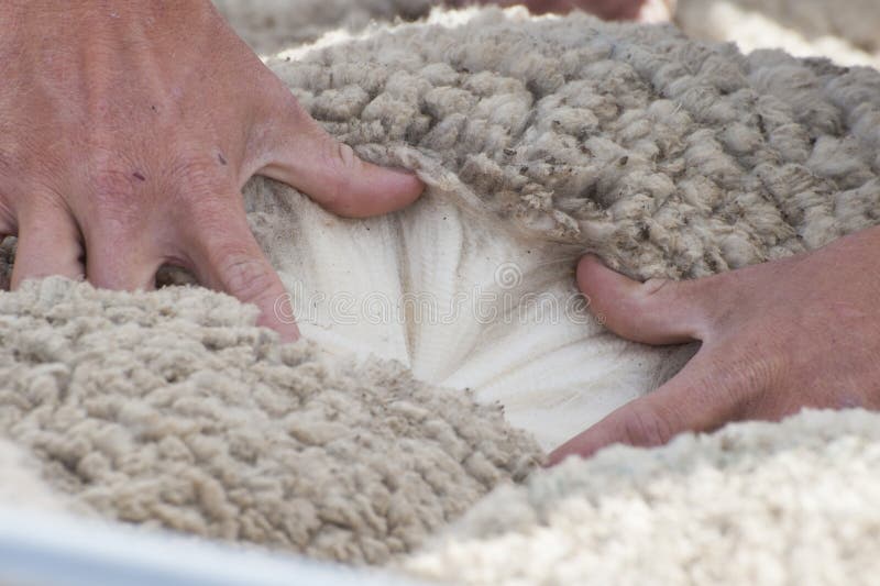 Farmer Checking the Quality of a Fleece. Stock Photo - Image of quality ...