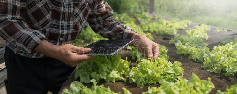 Farmer Checking Quality by Tablet Agriculture Modern Technology ...