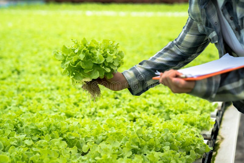 Farmer Checking Quality of Vegetables Stock Image - Image of background ...