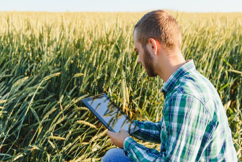 Farmer Checking Wheat Field Progress, Holding Tablet Using Internet ...