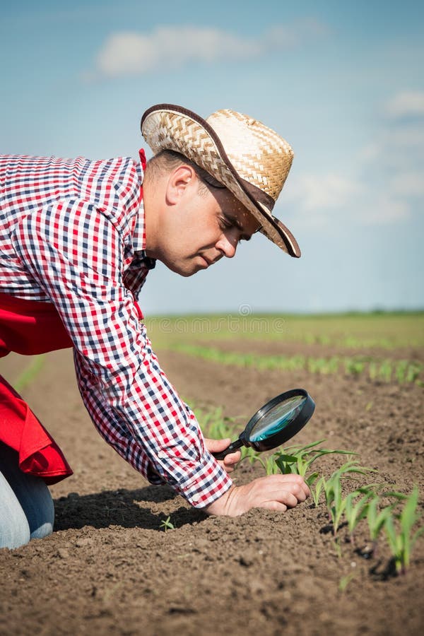A Man Farmer Checks How Wheat Grows in the Field. Selective Focus Stock ...