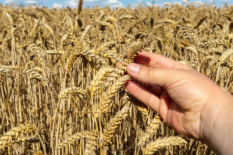 A Man Farmer Checks How Wheat Grows in the Field. Selective Focus Stock ...