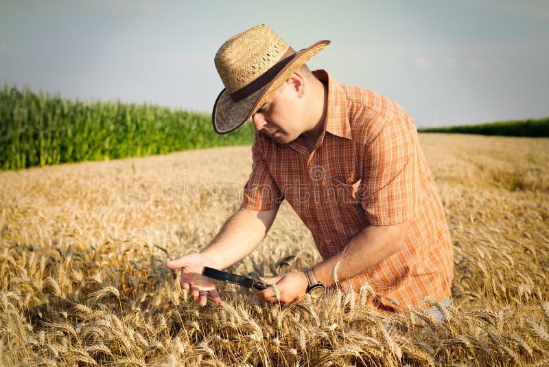 Farmer Checks the Wheat Grain in the Field Stock Photo - Image of ...