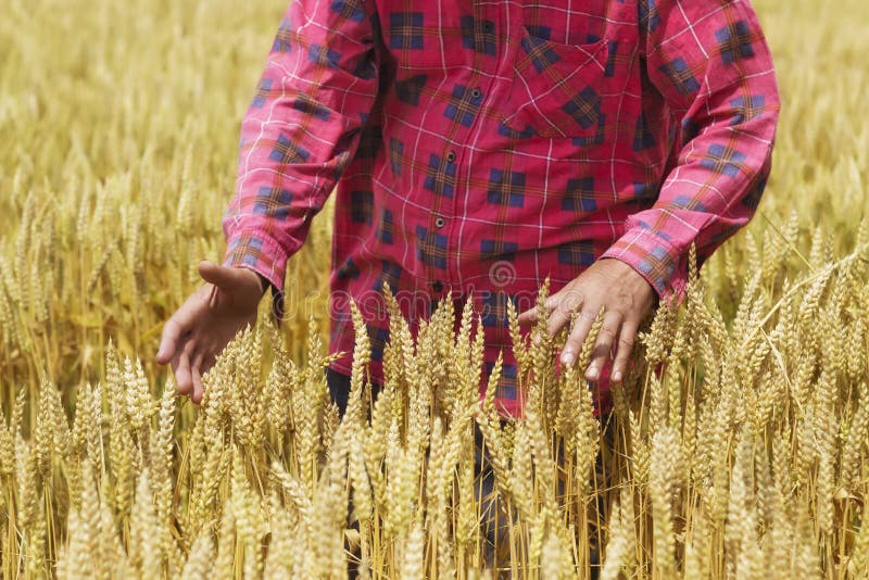 A Man Farmer Checks How Wheat Grows in the Field. Selective Focus Stock ...