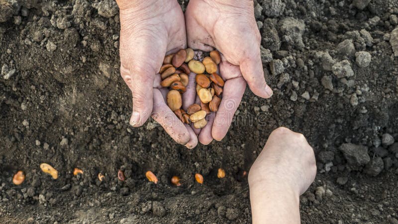 A Farmer with a Child is Planting Beans on the Field. Stock Image ...