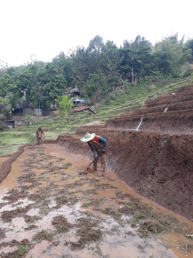 Bandung, Farmers are Hoeing Their Fields Editorial Photography - Image ...