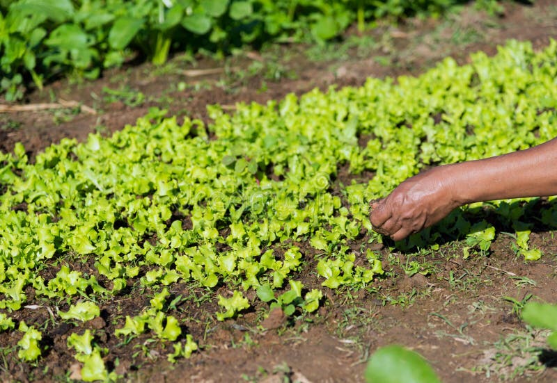 Farmer collect vegetable stock image. Image of farmer - 93179871