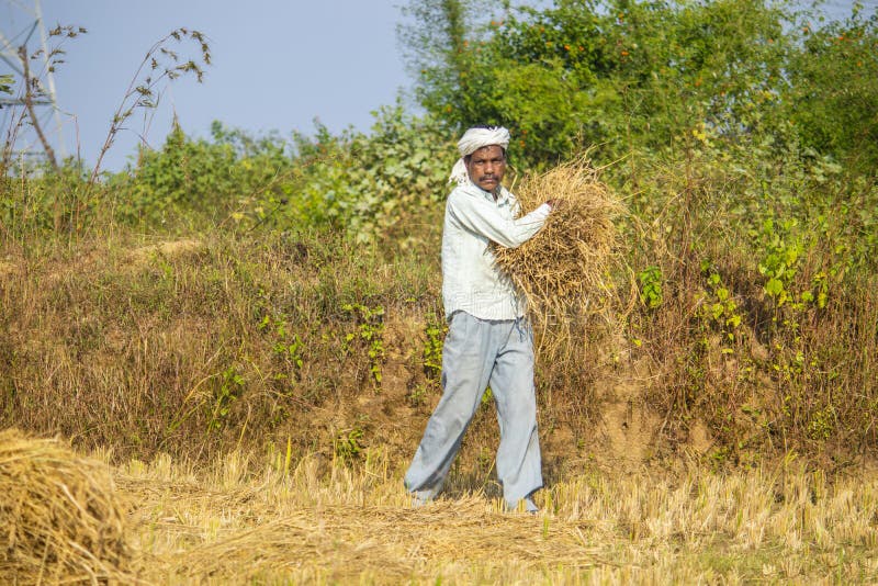 Farmer is Collecting Rice Stack in the Field. Editorial Photo - Image ...