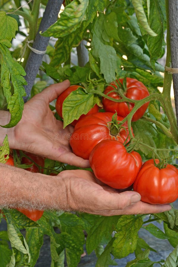 Farmer collecting tomato stock image. Image of effort - 59787491