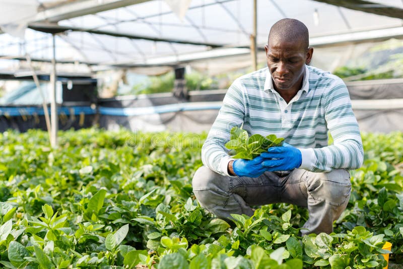 Farmer Controlling Process of Growing of Malabar Spinach Stock Photo ...