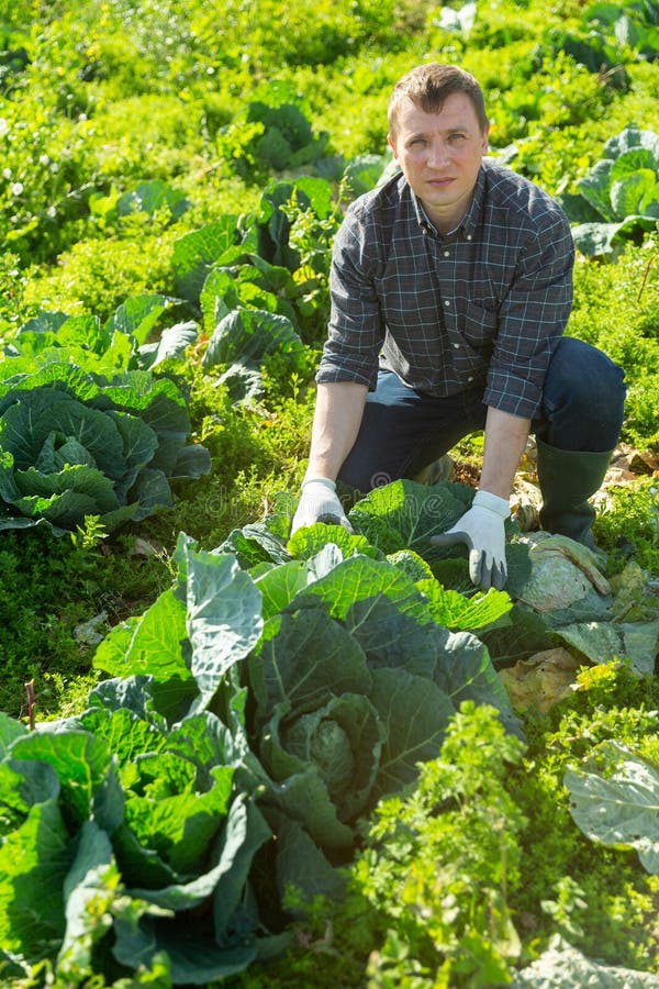 Farmer Controlling Ripening Cabbage Stock Image - Image of vegetable ...