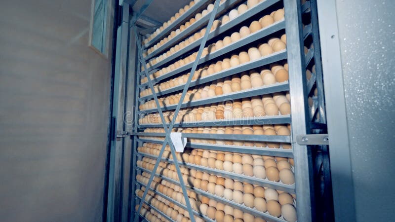Farmer Controls Chicken Eggs in Incubator. Eggs Rack in an Incubator ...