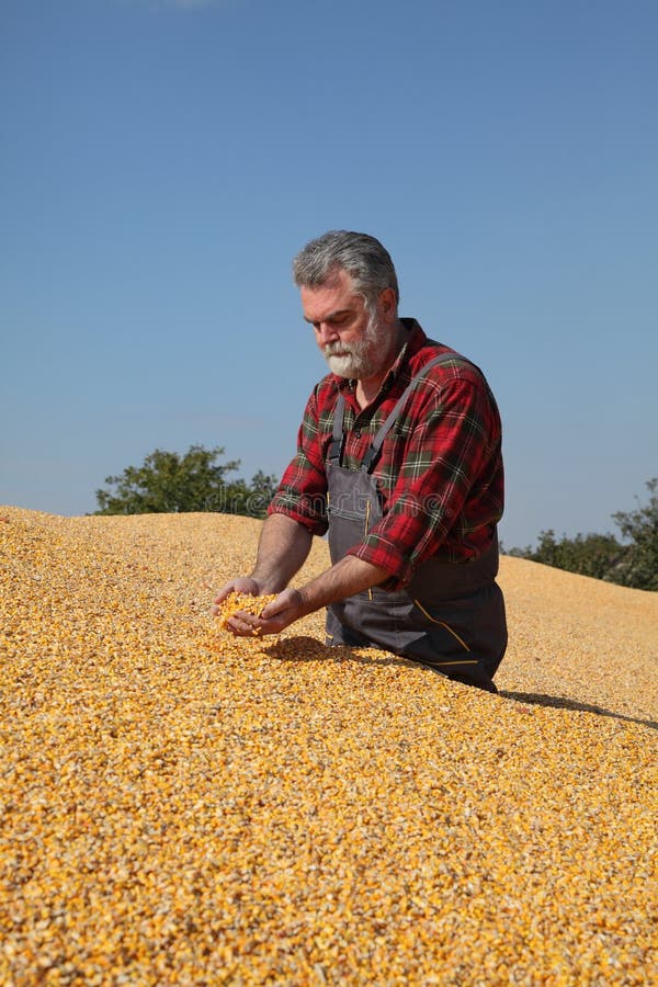 Farmer and Corn Crop Pile after Harvest Stock Image - Image of nature ...