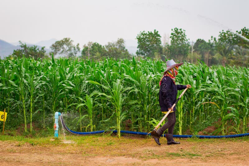 Farmer with Corn Field Background Editorial Stock Photo - Image of ...