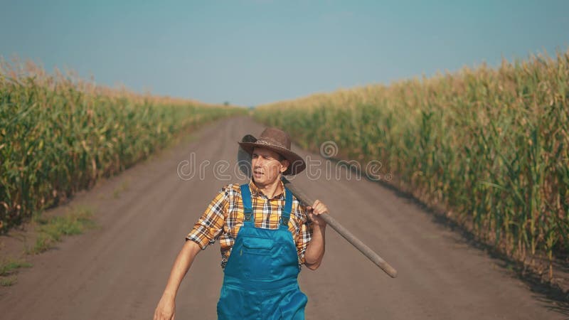 Farmer In Corn Field A Farm Man Worker With A Shovel Walks Along The Road Between Rows Of Corn
