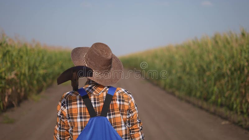 Farmer In A Corn Field A Worker In A Hat With A Shovel Walk On A Corn Field With His Back
