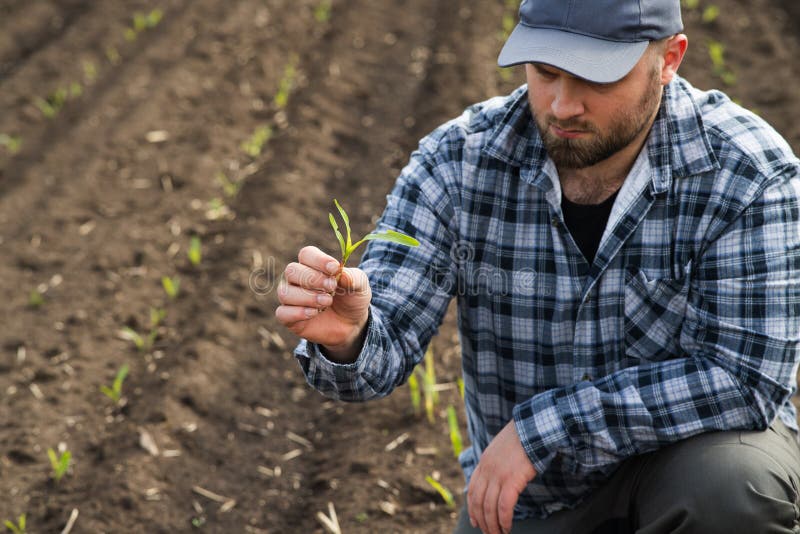 Young Farmer in Corn Fields Stock Image - Image of cultivated, sunlight ...