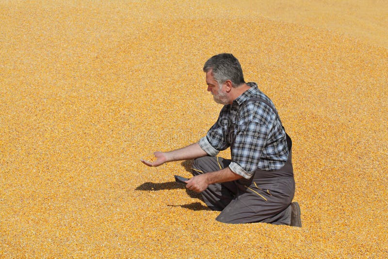 Farmer at Corn Stack after Harvest Stock Photo - Image of heap ...