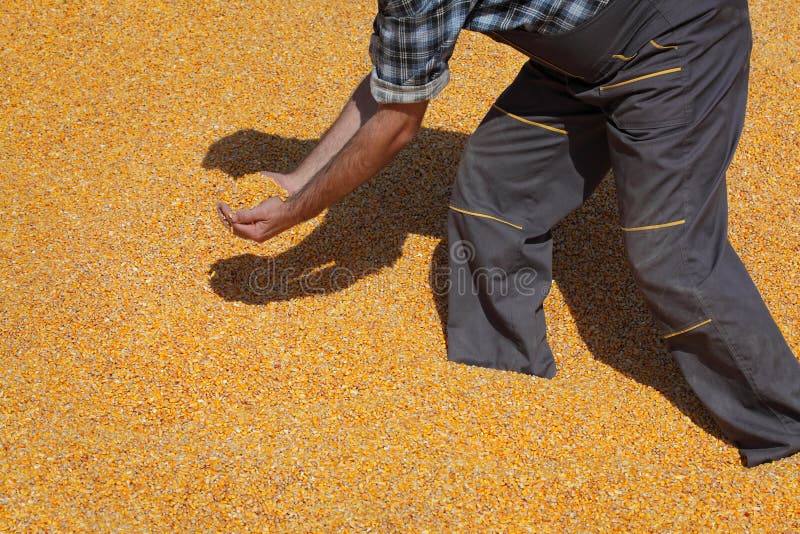 Farmer at Corn Stack after Harvest Stock Image - Image of ingredient ...