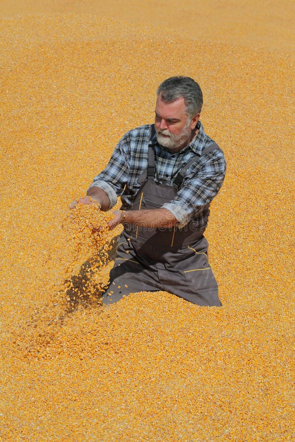 Farmer at Corn Stack after Harvest Stock Image - Image of harvested ...