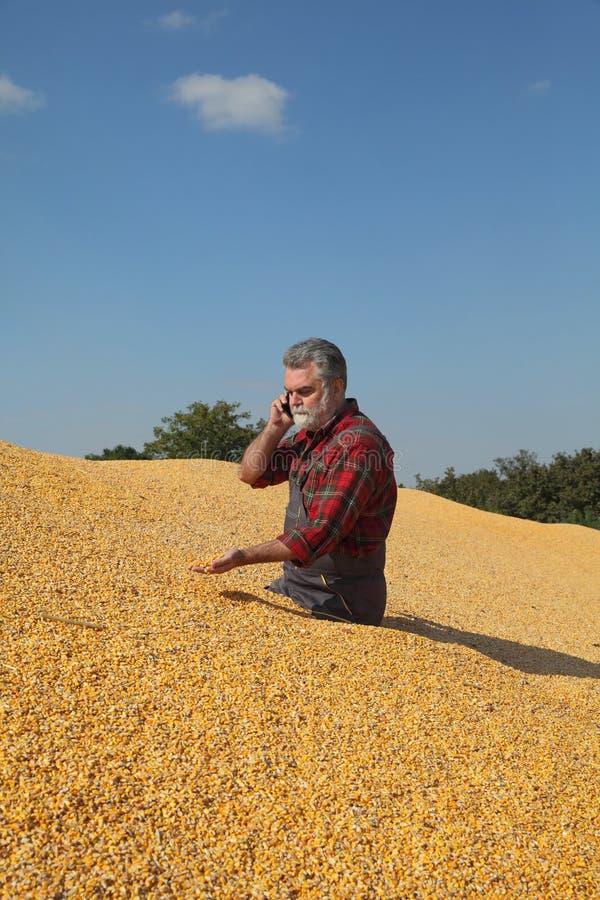 Farmer at Corn Stack after Harvest Stock Image - Image of harvesting ...