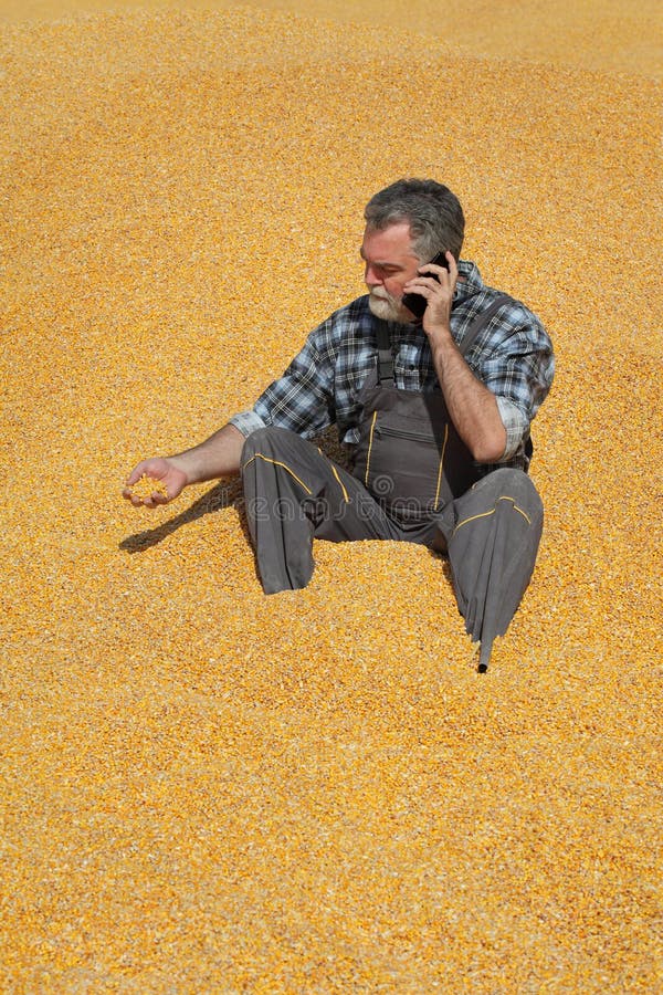 Farmer at Corn Stack after Harvest Stock Photo - Image of agronomist ...