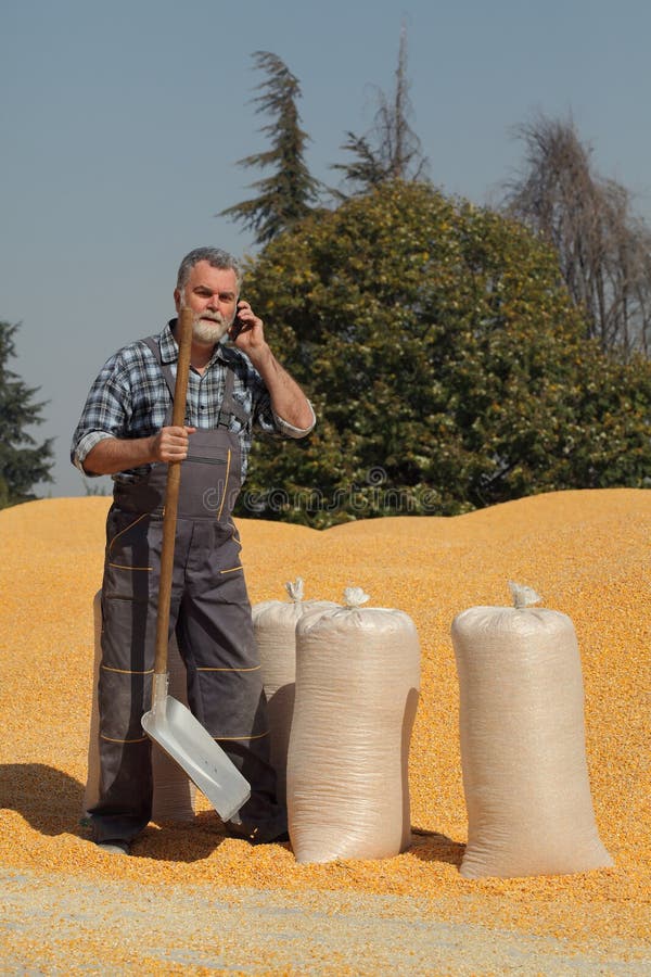 Farmer at Corn Stack after Harvest Stock Photo - Image of organic, farm ...