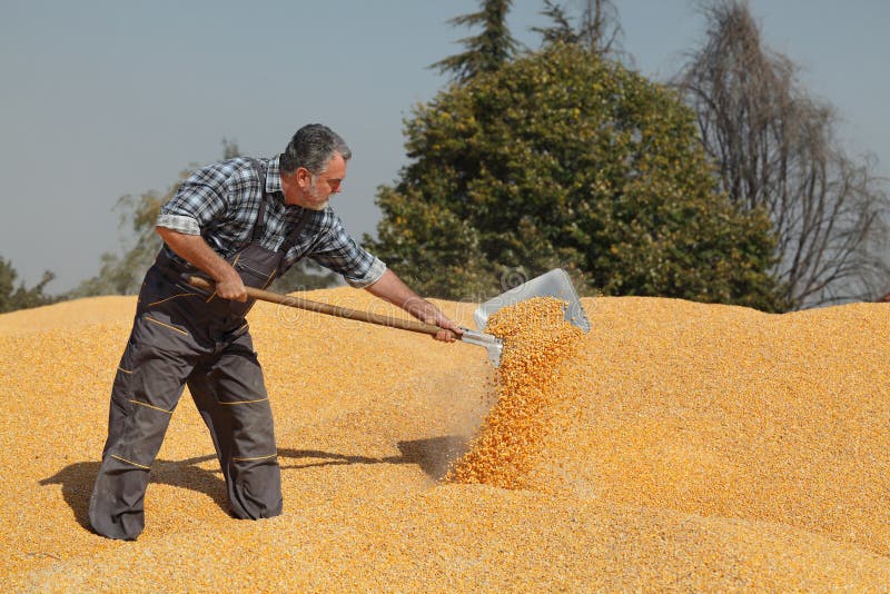 Farmer at Corn Stack after Harvest Stock Image - Image of pile, grain ...