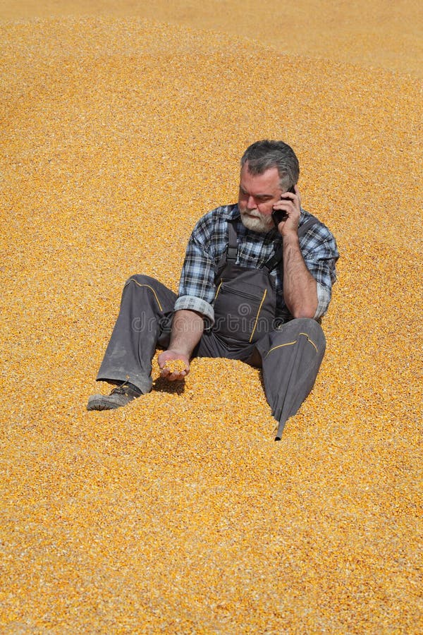 Farmer at Corn Stack after Harvest Stock Image - Image of corn ...