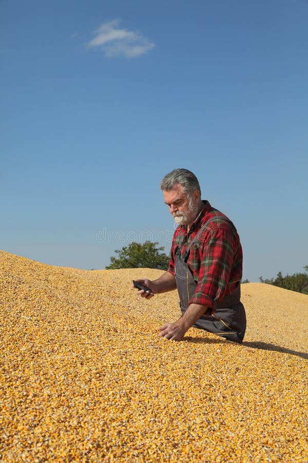 Farmer at Corn Stack after Harvest Stock Photo - Image of farmer, food ...
