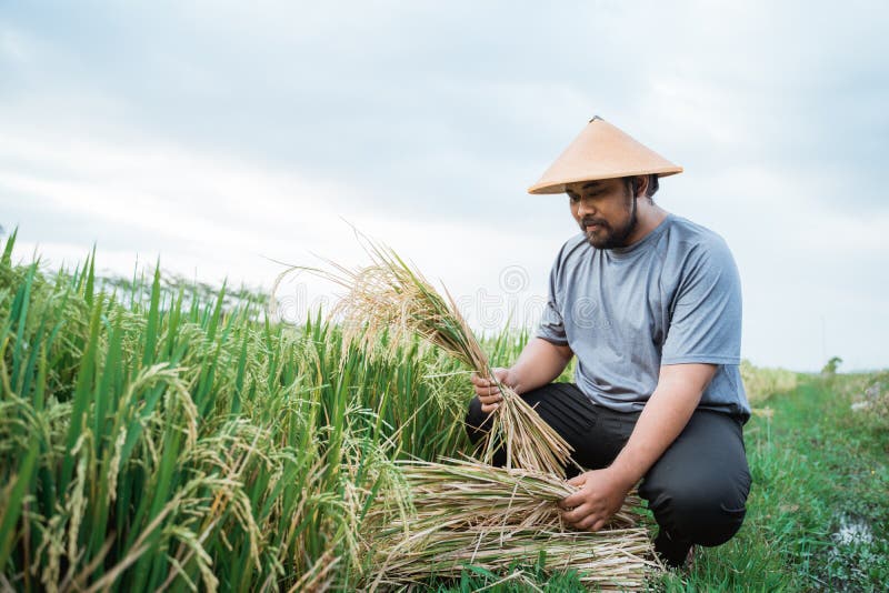 Farmer Counting His Rice Grain while Harvesting Stock Image - Image of ...