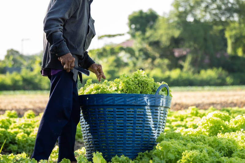 Farmer in the Countryside with Vegetables in the Vegetable Plot in the ...