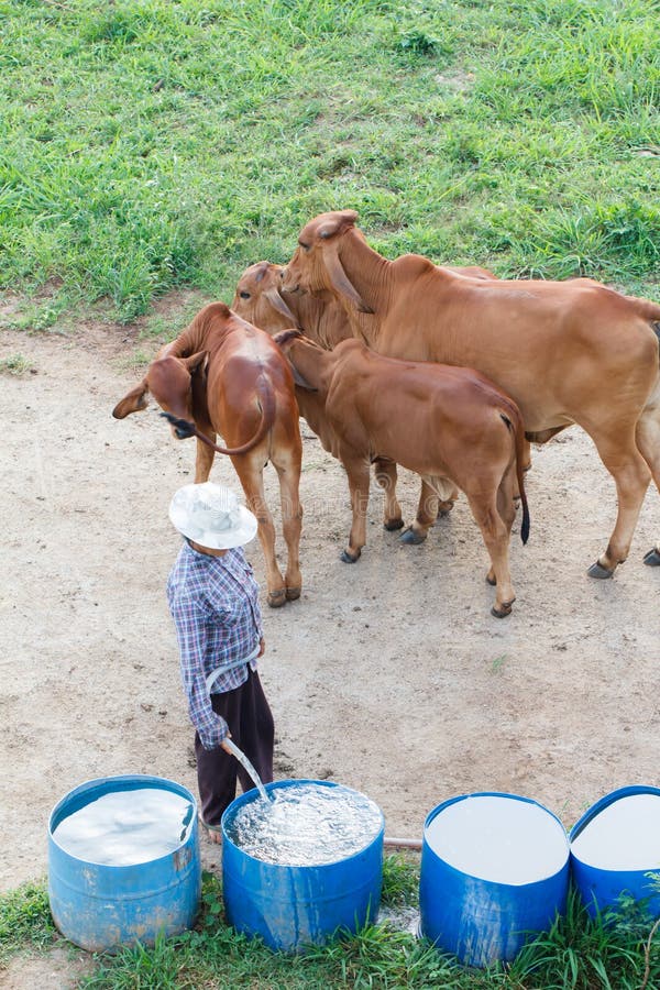 Farmer and cow editorial image. Image of outdoors, animal - 53596855