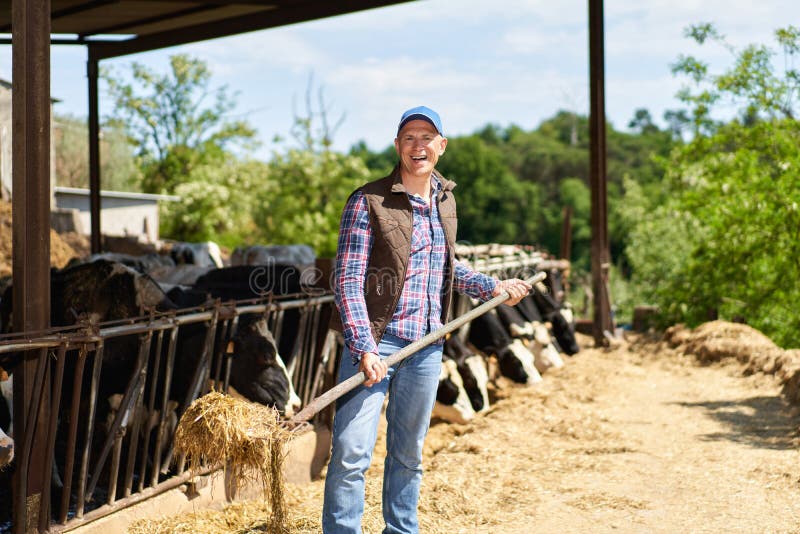 Farmer Cowboy at Cow Farm Ranch Stock Photo - Image of agriculture ...