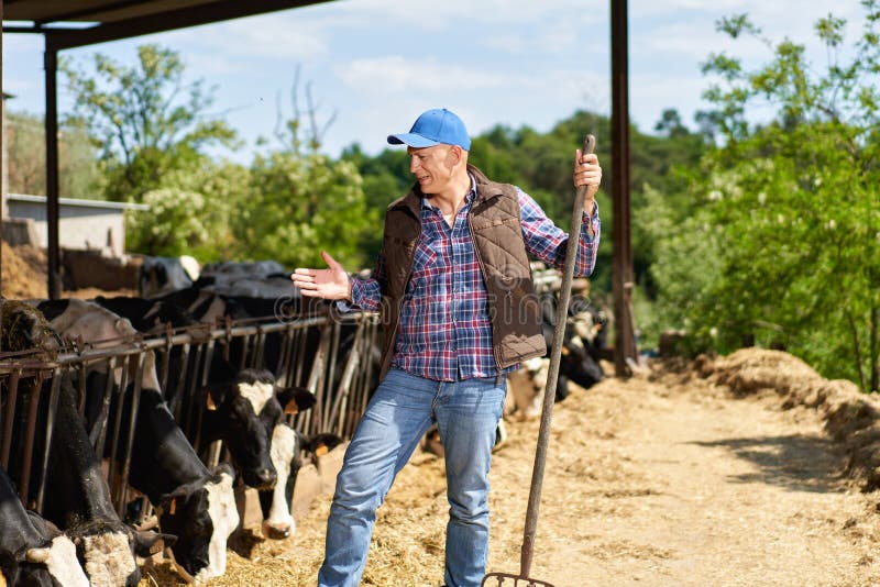 Farmer Cowboy at Cow Farm Ranch Stock Image - Image of animals, beef ...