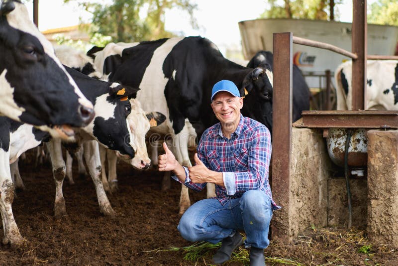 Farmer Cowboy at Cow Farm Ranch Stock Photo - Image of farmer, dairy ...