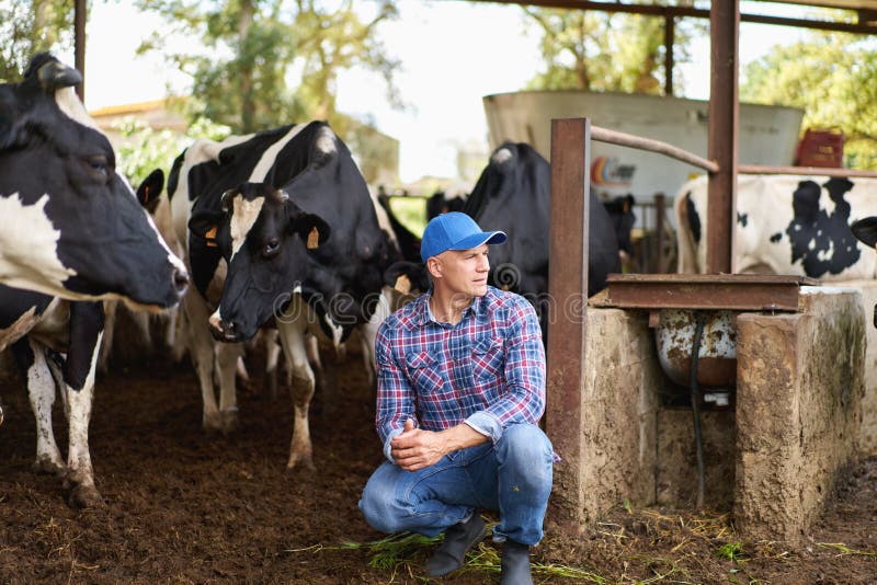 Farmer Cowboy at Cow Farm Ranch Stock Image - Image of farm, barn ...