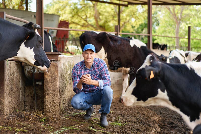 Farmer Cowboy at Cow Farm Ranch Stock Photo - Image of animal, nursery ...