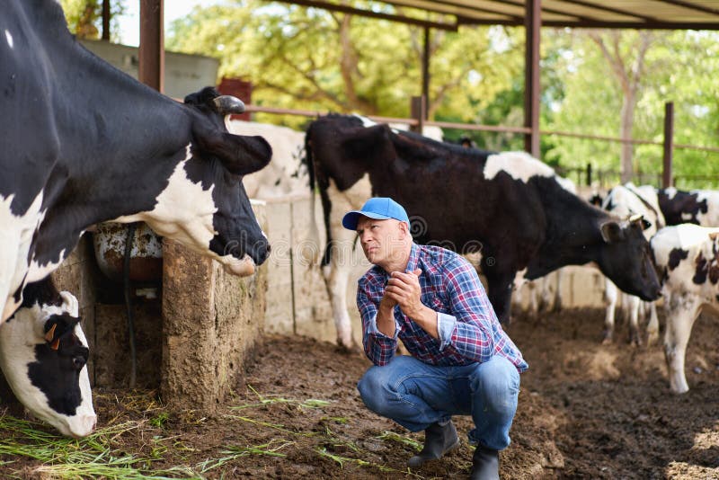 Farmer Cowboy at Cow Farm Ranch Stock Image - Image of horns, barn ...